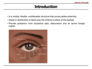 Eyelid Anatomy Ppt