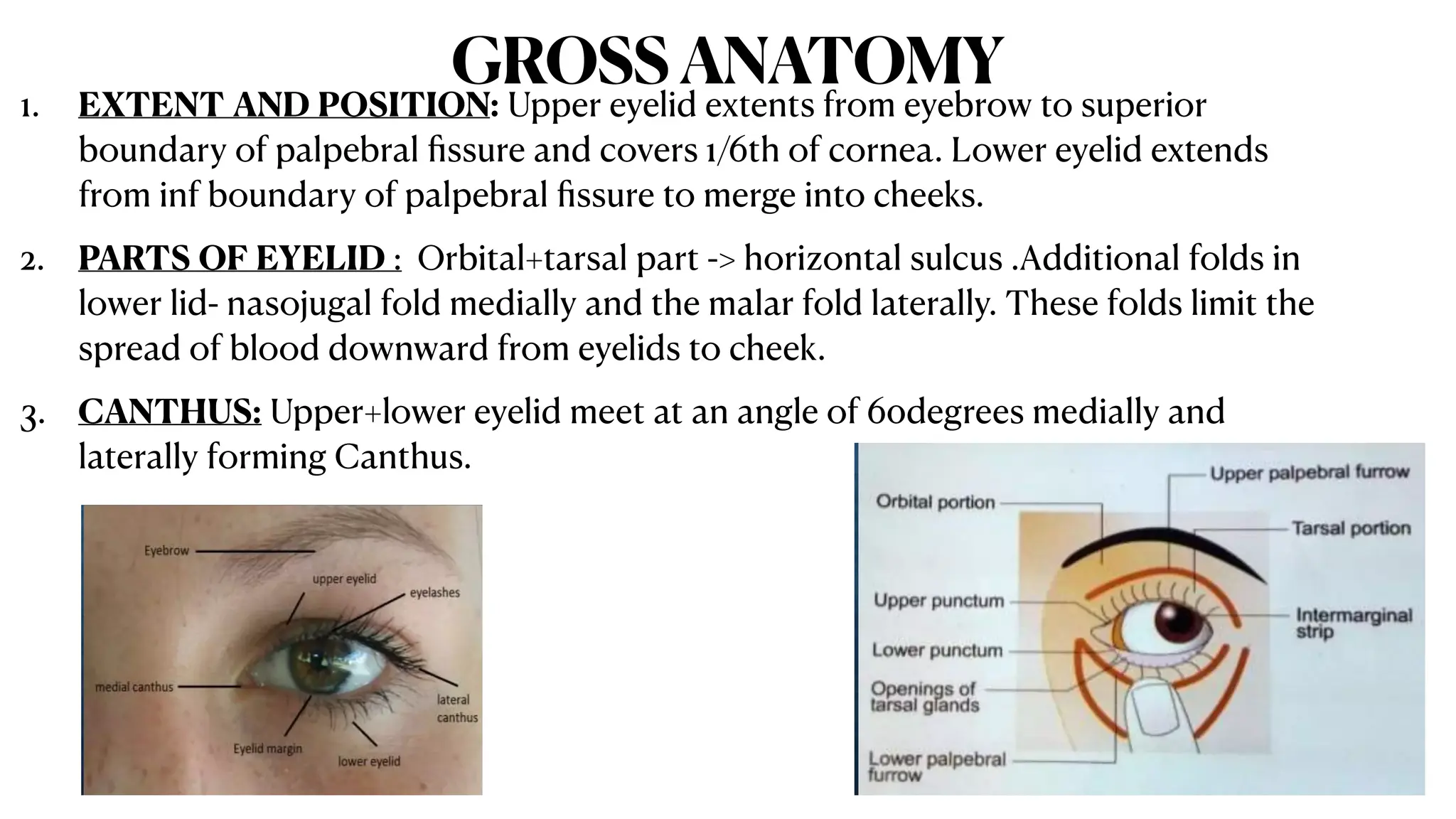 Anatomy of eyelid-ophthalmology MBBS. Description of anatomy of eyelid | PPT