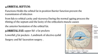 Anatomy of eyelid-ophthalmology MBBS. Description of anatomy of eyelid ...