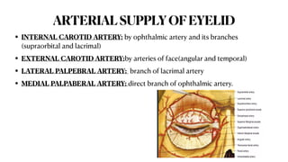 Anatomy of eyelid-ophthalmology MBBS. Description of anatomy of eyelid ...
