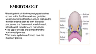 Anatomy of eyelid-ophthalmology MBBS. Description of anatomy of eyelid ...