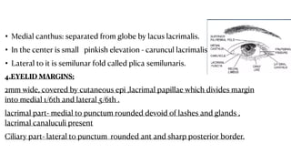 Anatomy of eyelid-ophthalmology MBBS. Description of anatomy of eyelid ...