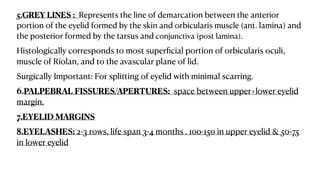 Anatomy of eyelid-ophthalmology MBBS. Description of anatomy of eyelid ...