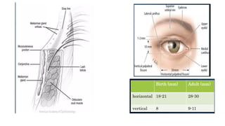 Anatomy of eyelid-ophthalmology MBBS. Description of anatomy of eyelid ...