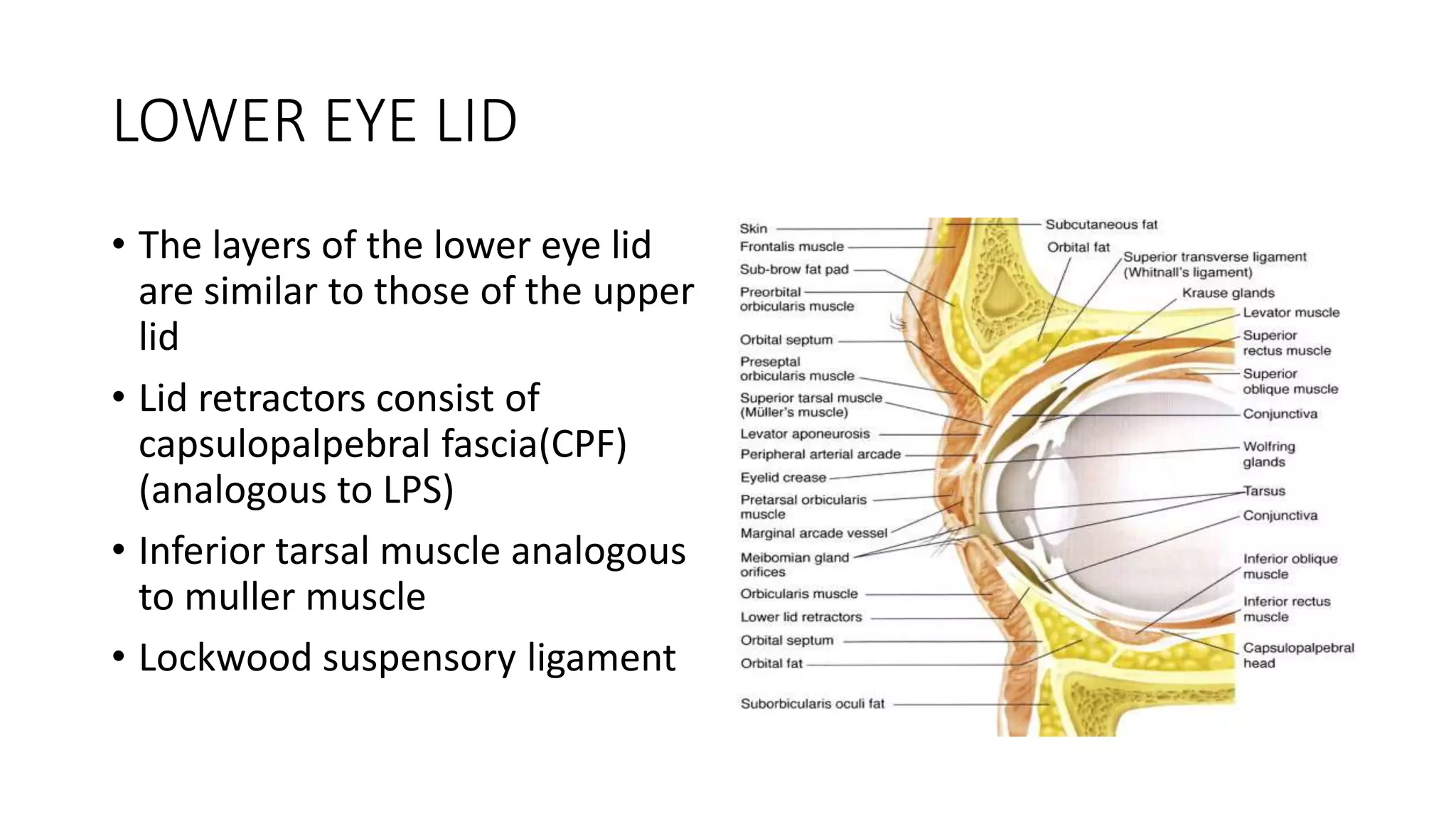 Anatomy Of Eyelid And Blepharoplasty.pptx