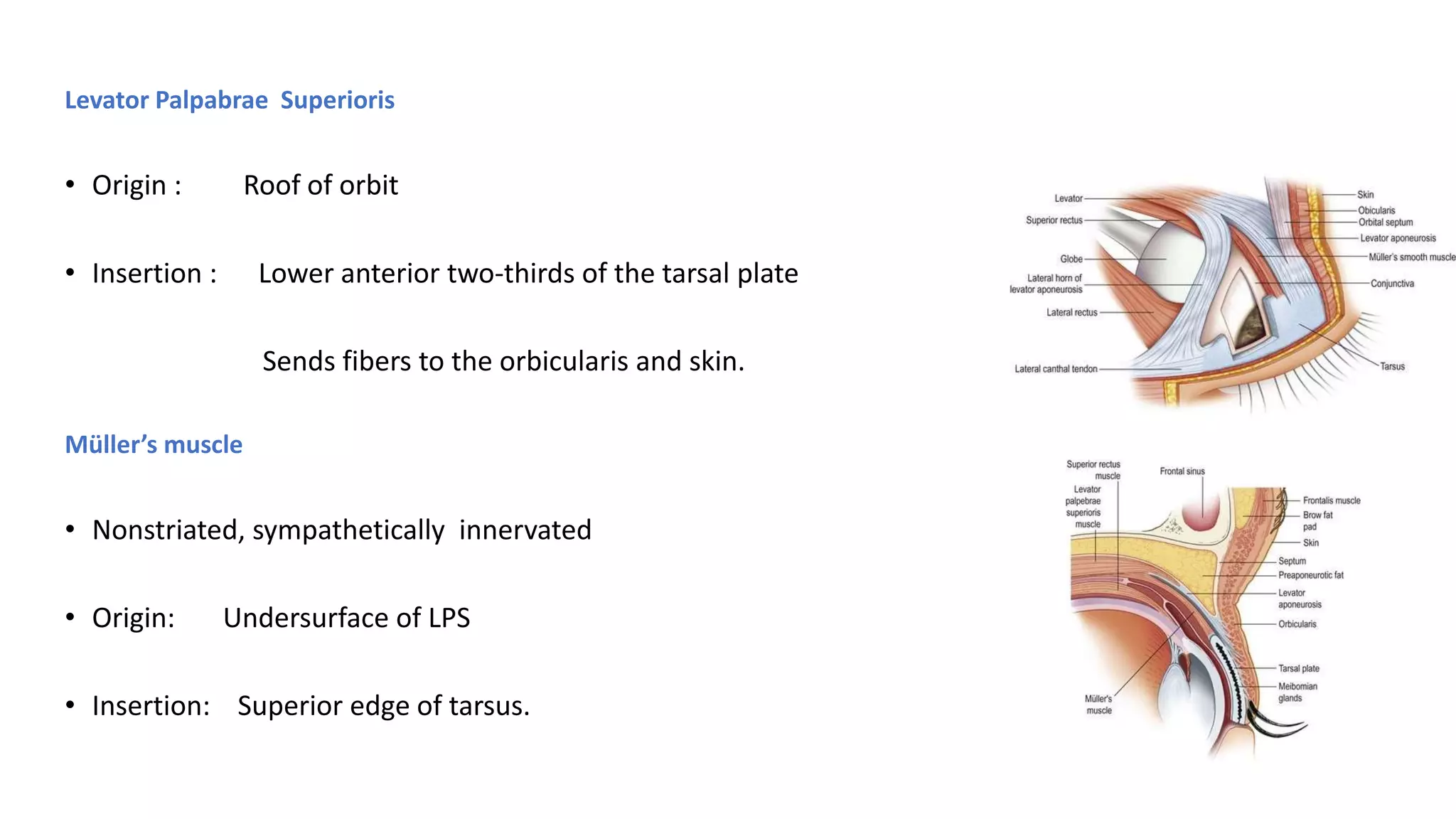 Anatomy Of Eyelid And Blepharoplasty.pptx