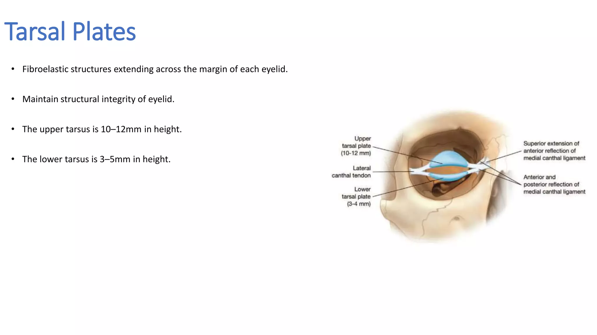 Anatomy Of Eyelid And Blepharoplasty.pptx