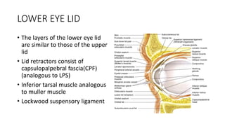 Anatomy Of Eyelid And Blepharoplasty.pptx