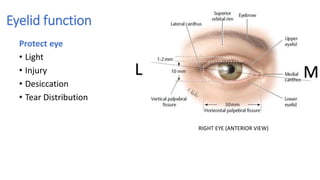 Anatomy Of Eyelid And Blepharoplasty.pptx