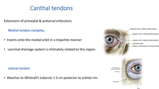 Anatomy Of Eyelid And Blepharoplasty.pptx