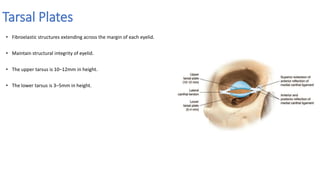 Anatomy Of Eyelid And Blepharoplasty.pptx