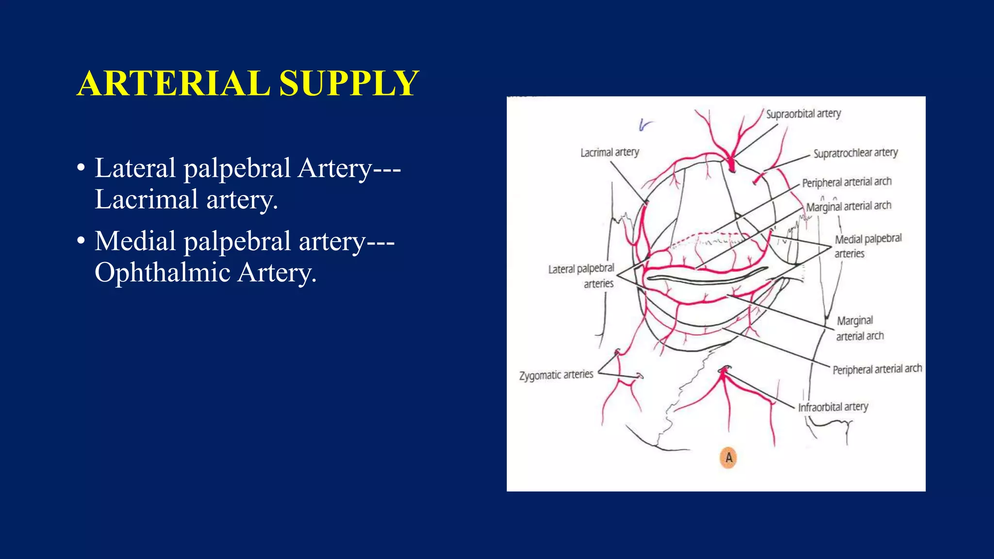 Anatomy of eyelid and eyelid reconstruction | PPTX