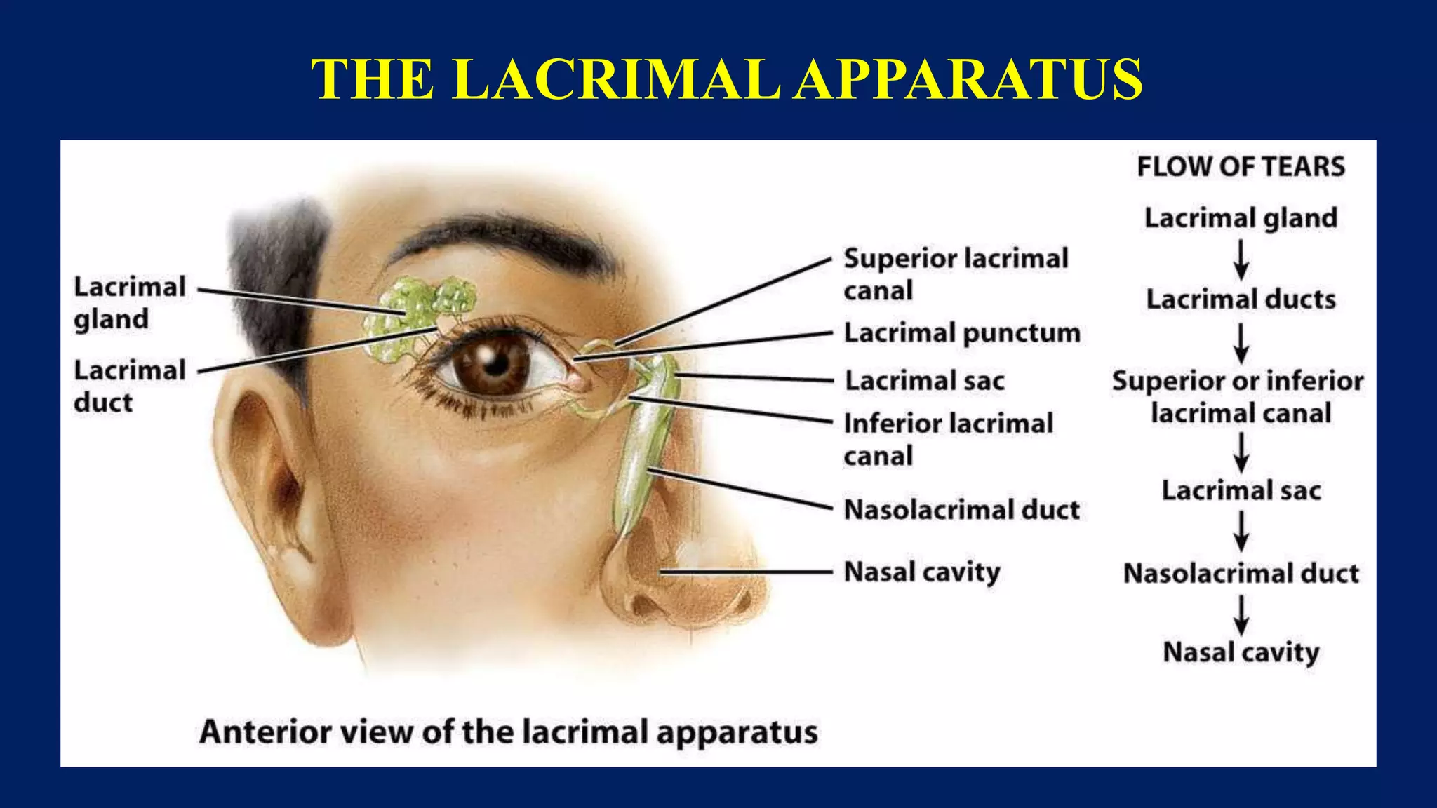 Anatomy of eyelid and eyelid reconstruction | PPTX