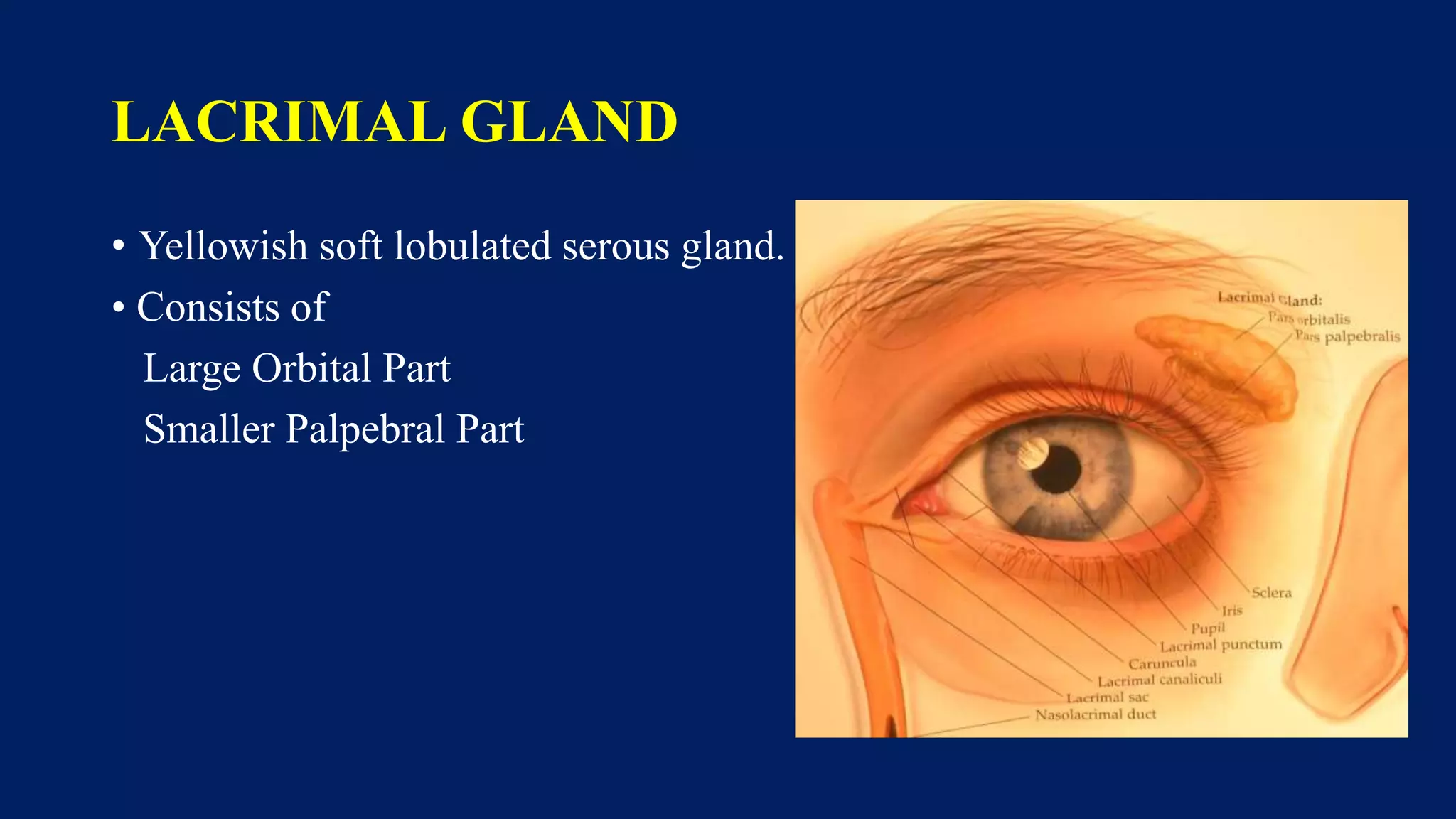 Anatomy Of Eyelid And Eyelid Reconstruction Ppt