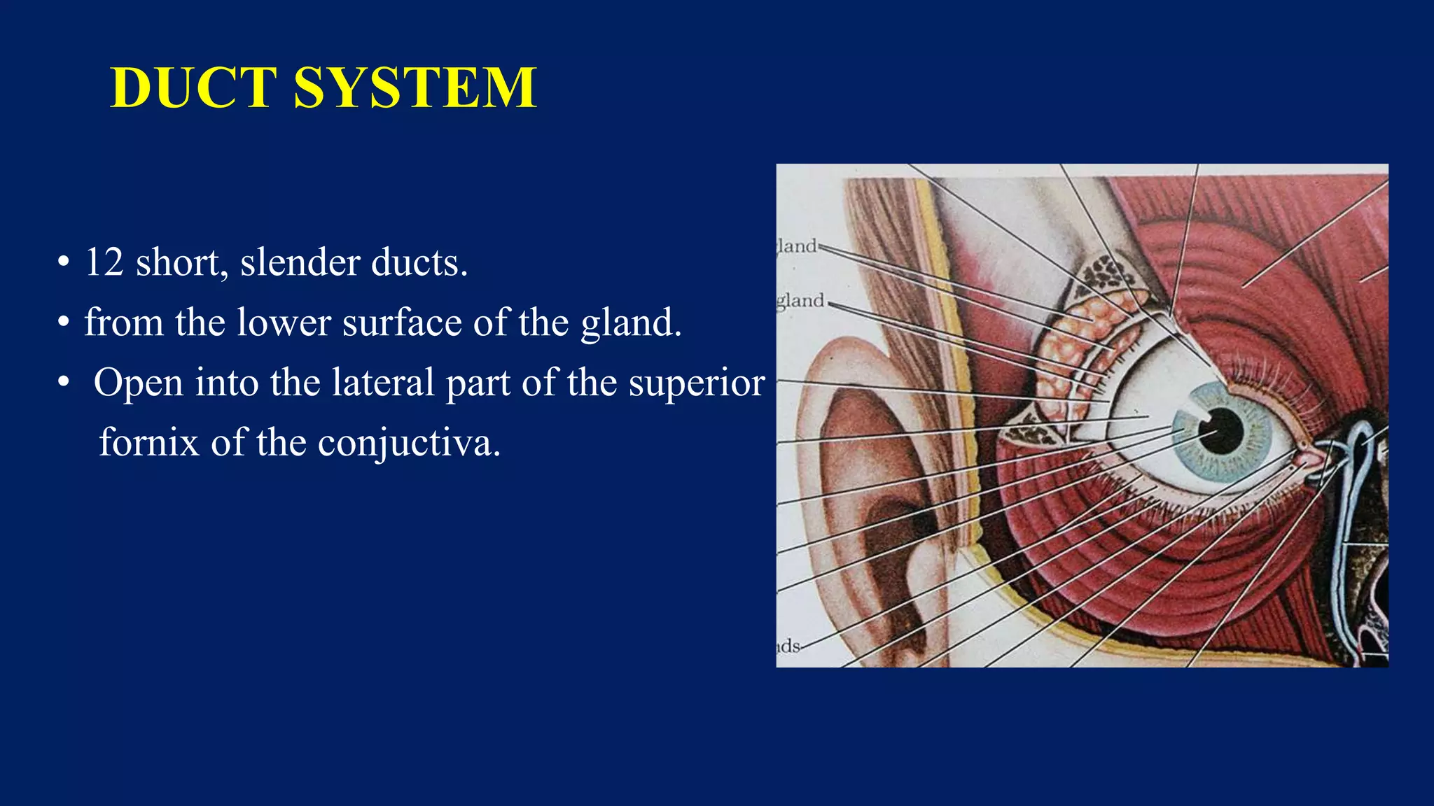 Anatomy Of Eyelid And Eyelid Reconstruction Ppt
