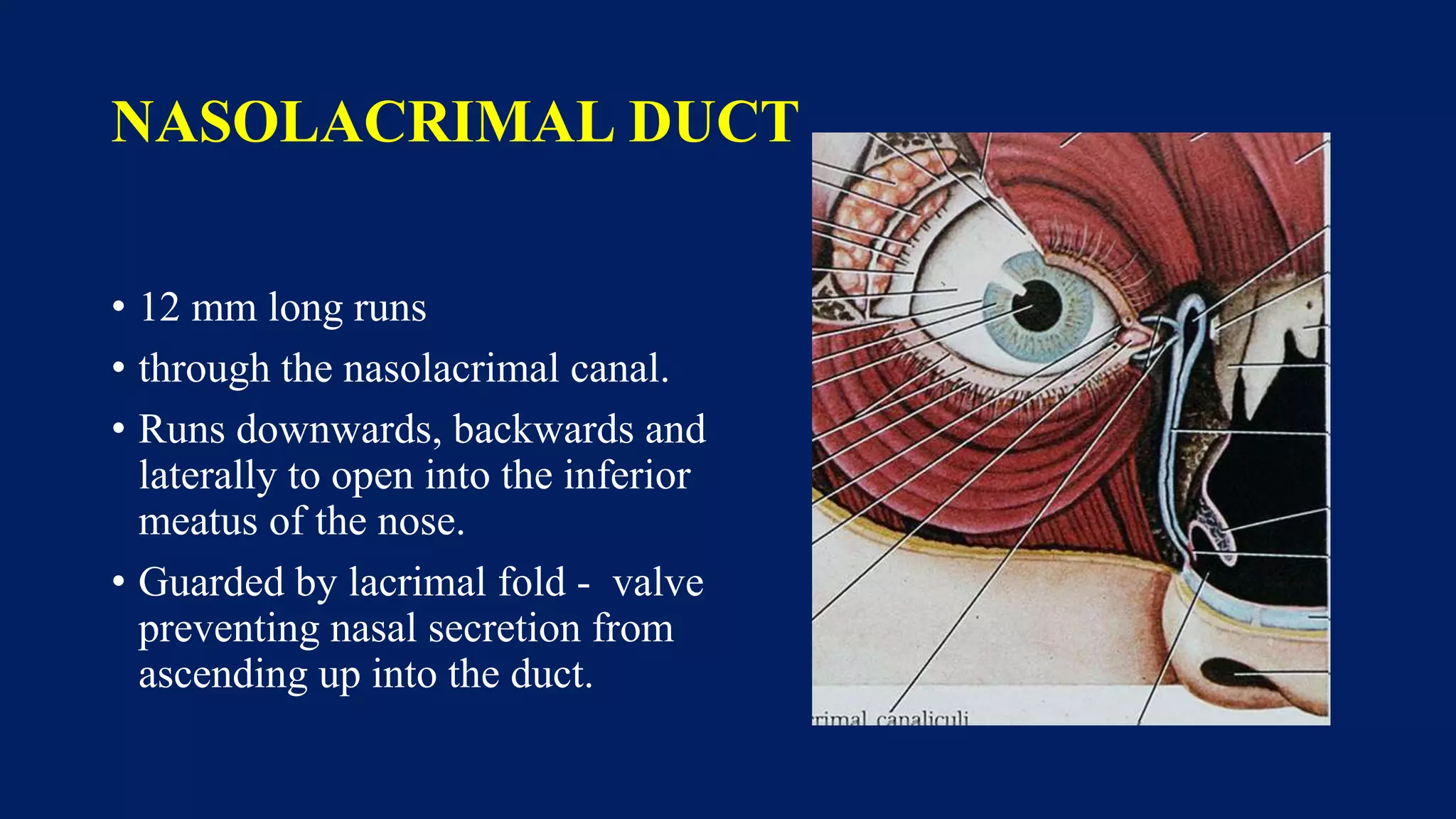 Anatomy Of Eyelid And Eyelid Reconstruction Ppt