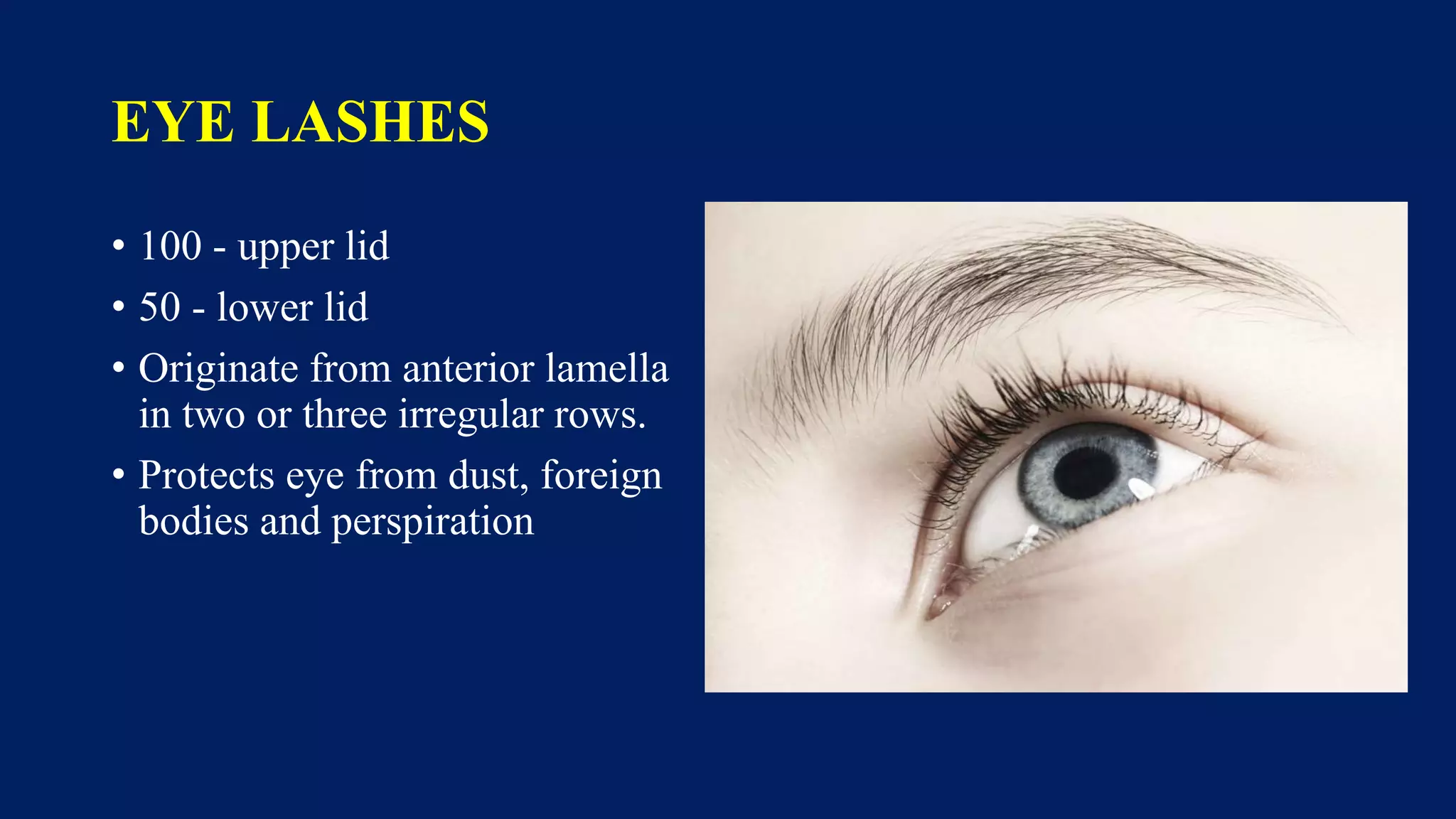 Anatomy of eyelid and eyelid reconstruction | PPTX | Eye and Vision ...