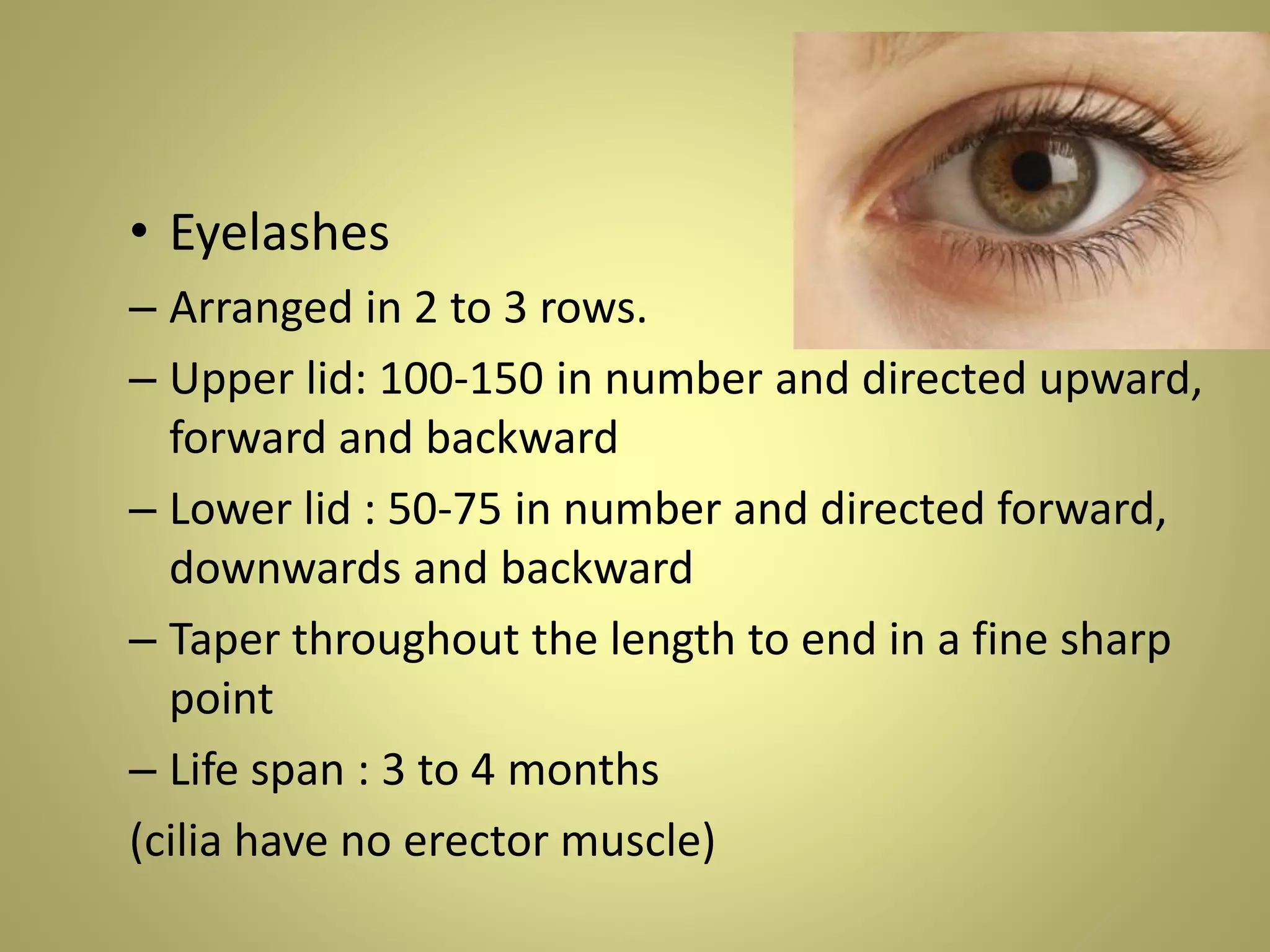 Anatomy of Eyelids & Its Clinical Correlations | PPTX
