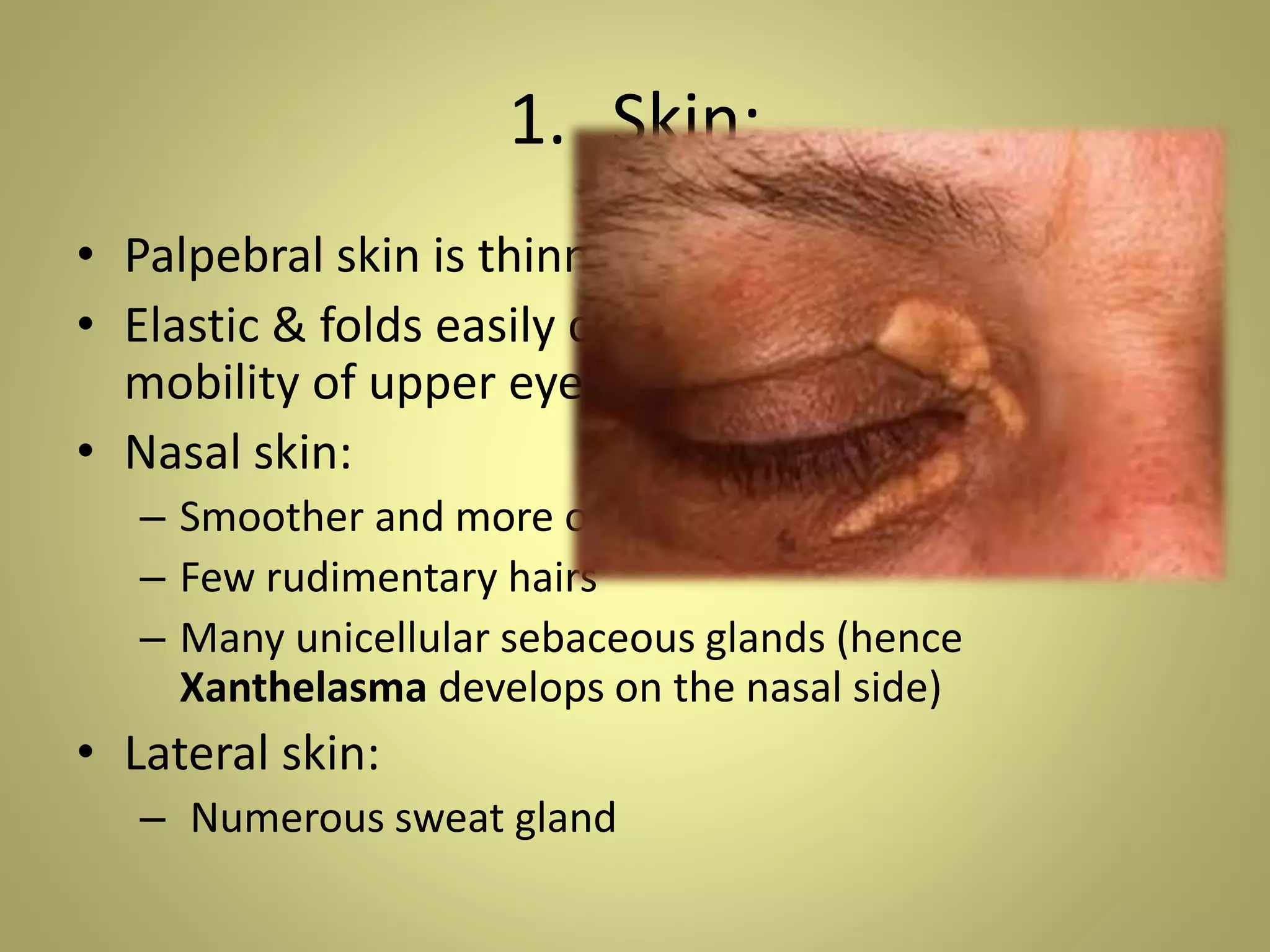Anatomy of Eyelids & Its Clinical Correlations | PPTX