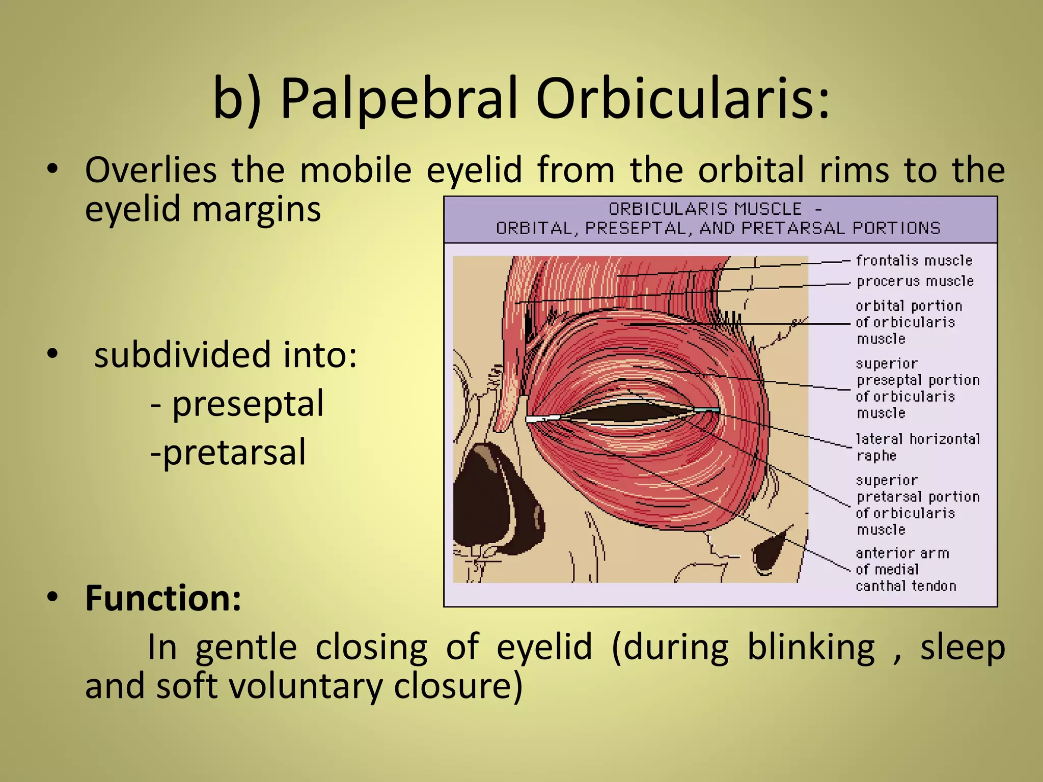 Anatomy of Eyelids & Its Clinical Correlations | PPTX