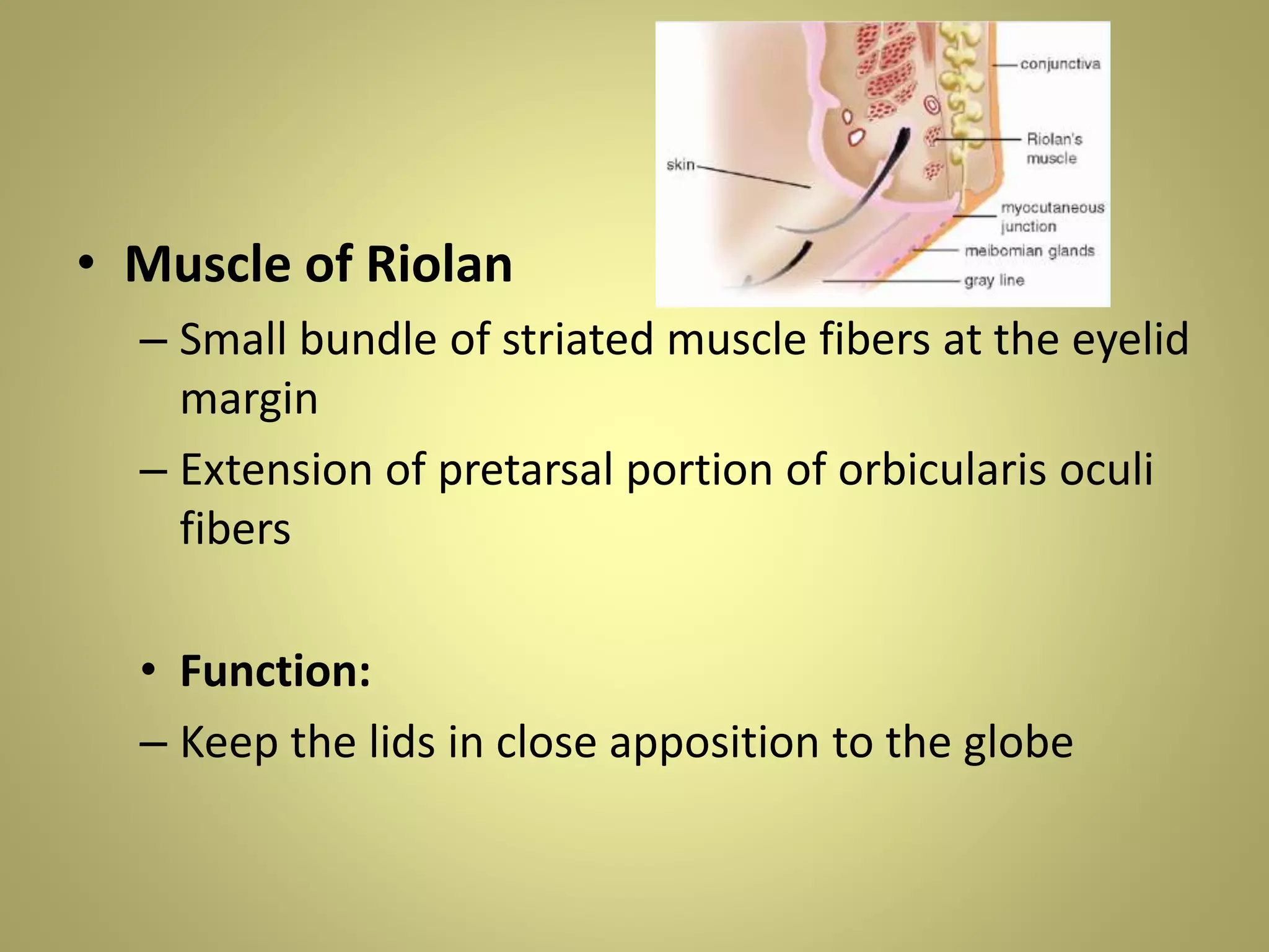 Anatomy of Eyelids & Its Clinical Correlations | PPTX