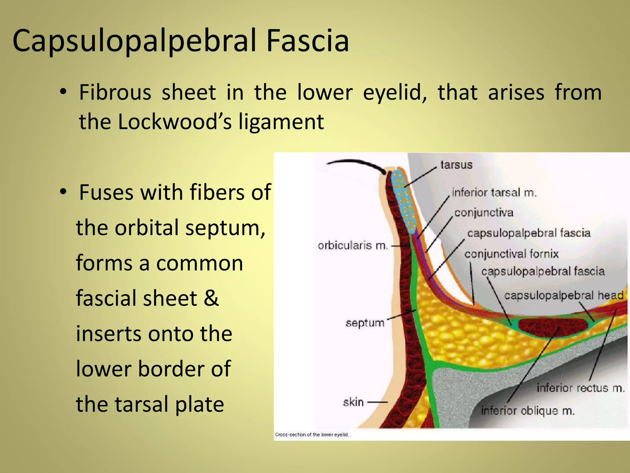 Anatomy of Eyelids & Its Clinical Correlations | PPTX