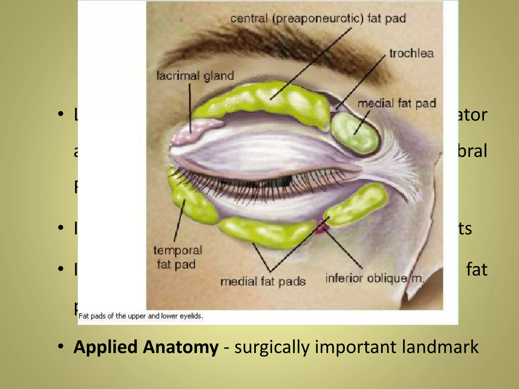 Anatomy of Eyelids & Its Clinical Correlations | PPTX