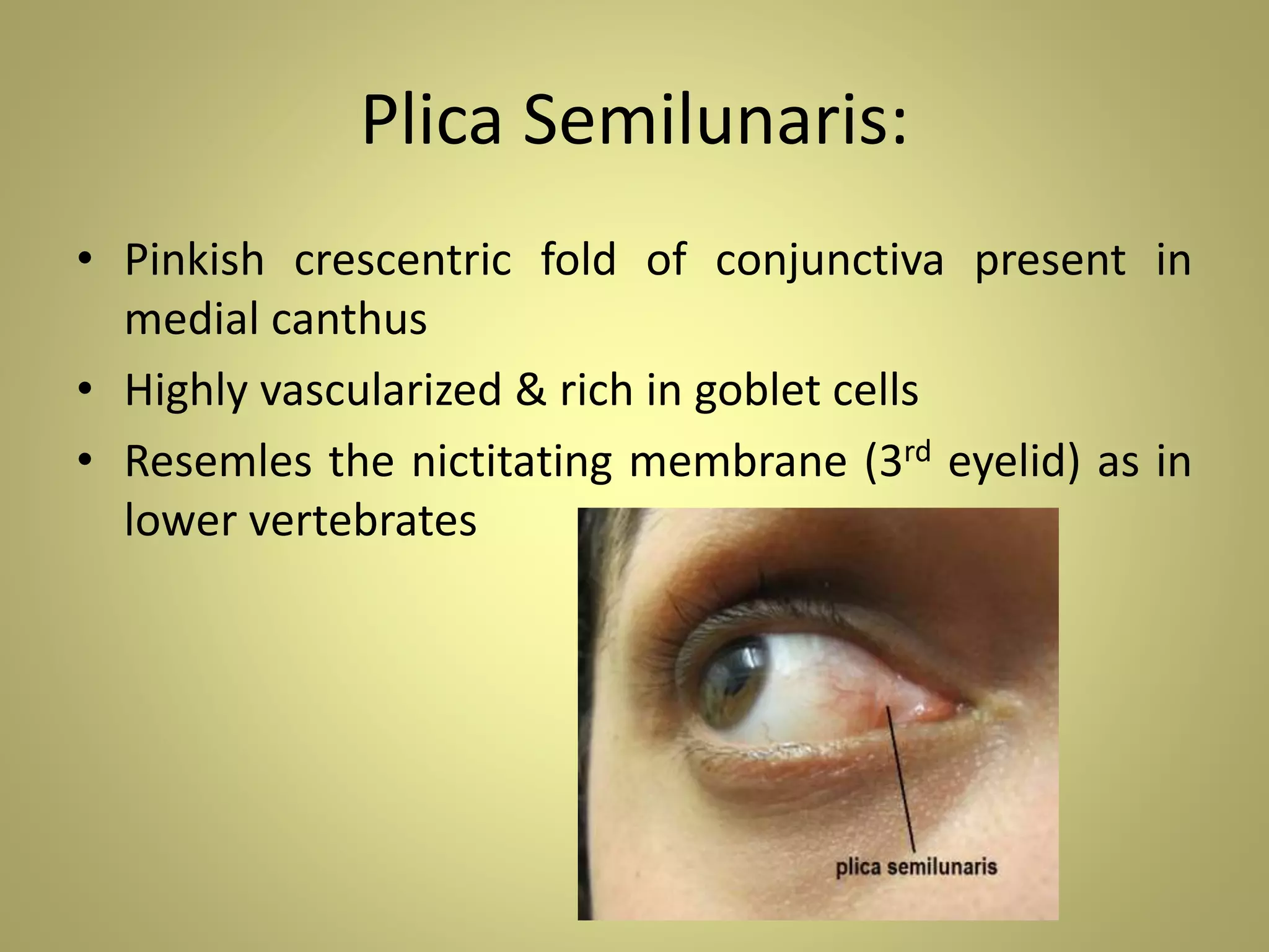 Anatomy of Eyelids & Its Clinical Correlations | PPTX
