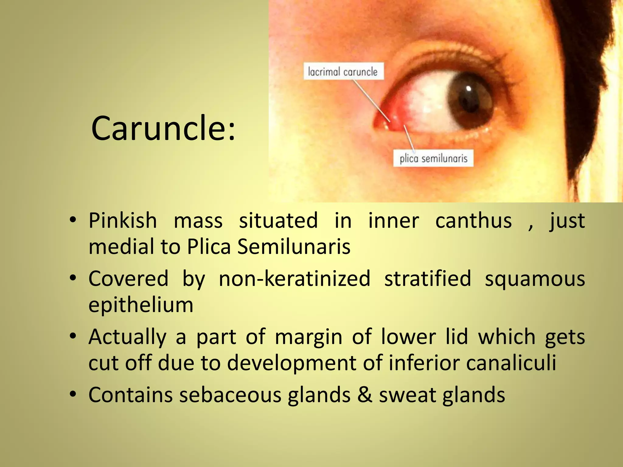 Anatomy of Eyelids & Its Clinical Correlations | PPTX
