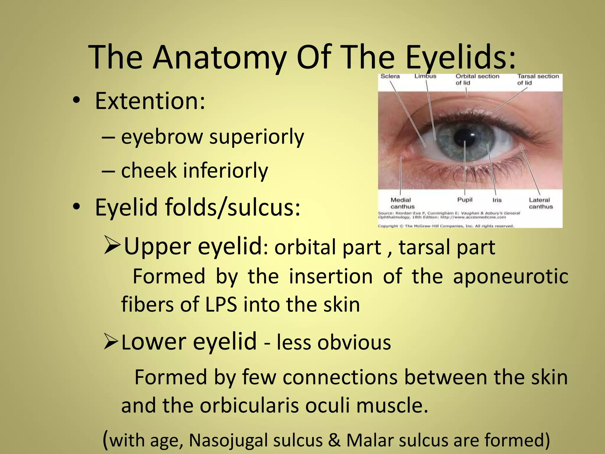 Anatomy of Eyelids & Its Clinical Correlations | PPTX