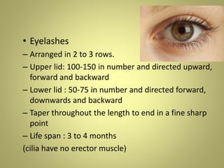 Anatomy of Eyelids & Its Clinical Correlations | PPTX