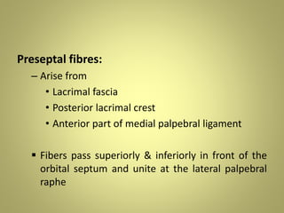 Anatomy of Eyelids & Its Clinical Correlations | PPTX