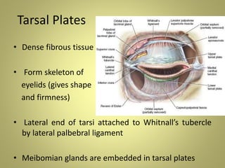 Anatomy of Eyelids & Its Clinical Correlations | PPTX