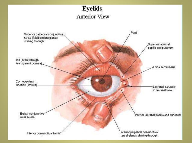 Anatomy of Eyelids & Its Clinical Correlations | PPTX