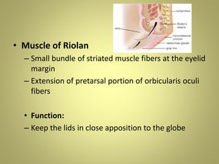Anatomy of Eyelids & Its Clinical Correlations | PPT