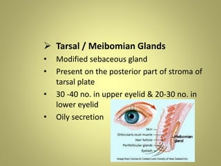 Eyelid Anatomy Tarsal Plate