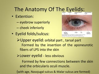 Anatomy of Eyelids & Its Clinical Correlations | PPT