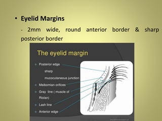 Eyelid Anatomy Grey Line