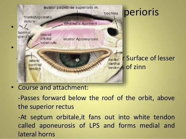 Anatomy of Eyelids & Its Clinical Correlations