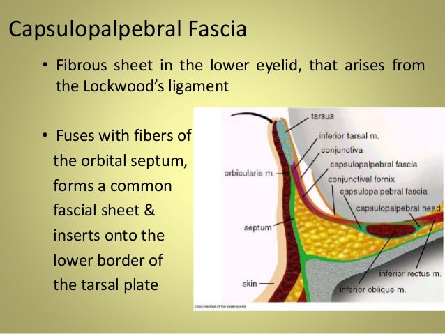 Anatomy of Eyelids & Its Clinical Correlations