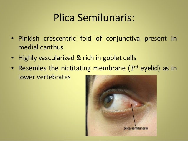 Anatomy of Eyelids & Its Clinical Correlations