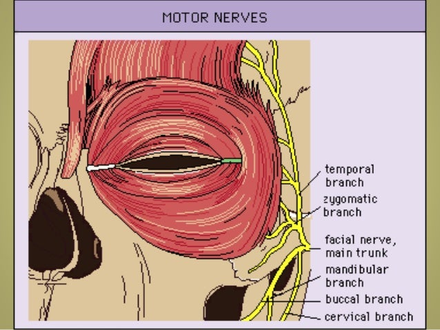 Anatomy of Eyelids & Its Clinical Correlations