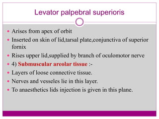 Anatomy of eyelids | PPTX