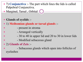 Anatomy of eyelids | PPTX