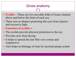 Anatomy of eyelids | PPTX
