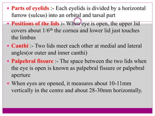 Anatomy of eyelids | PPTX