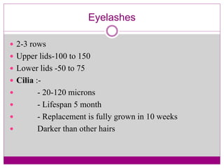 Anatomy of eyelids | PPTX