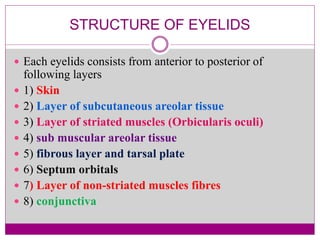 Anatomy of eyelids | PPTX