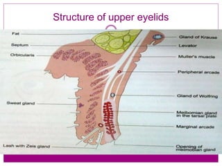 Anatomy of eyelids | PPTX