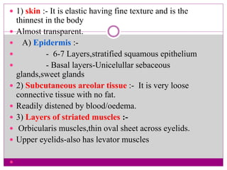 Anatomy of eyelids | PPTX